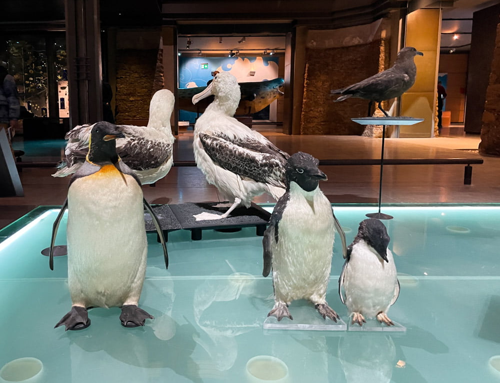 Grande Galerie de l'Évolution in Paris: a Journey into Nature • Paola ...