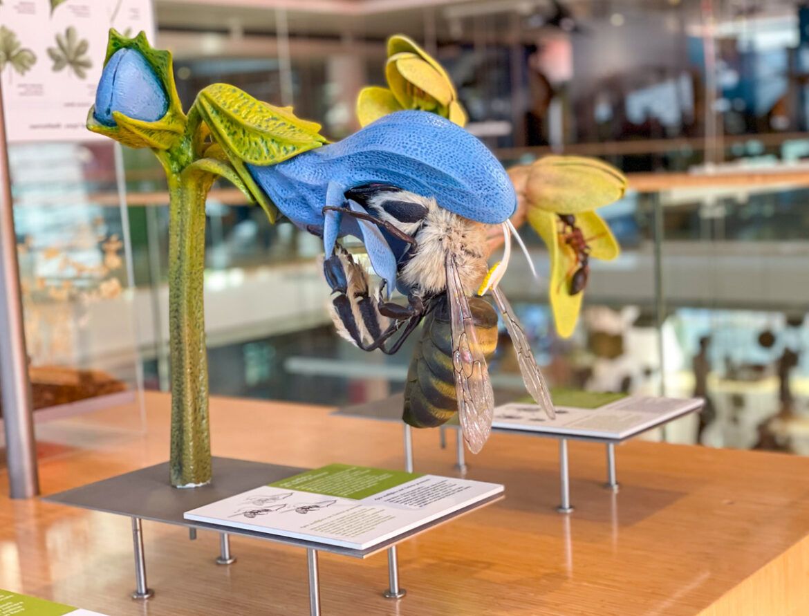MUSE Trento: A Journey through the Wonders of Natural Science • Paola ...