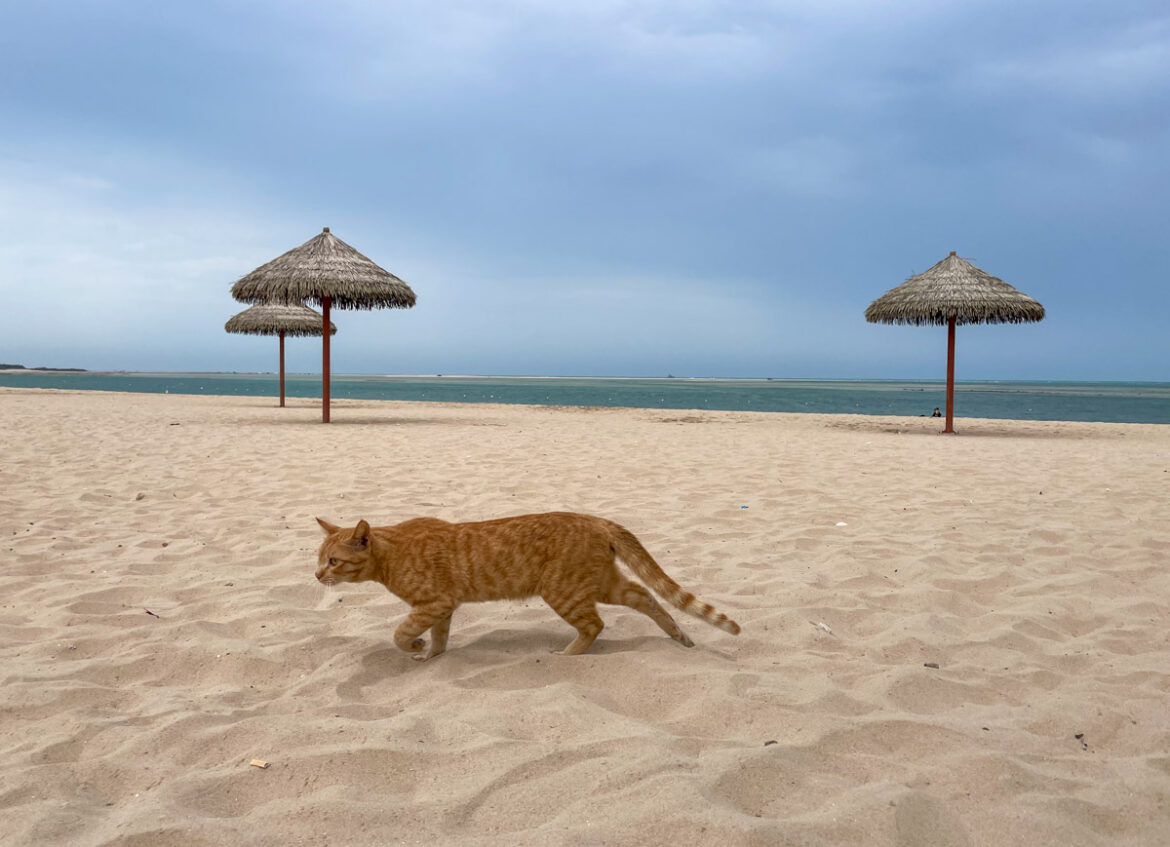 Purr-fectly Qatar: Uncovering the Country's Cat Culture • Paola Everywhere