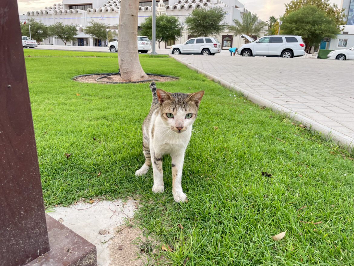 Purr-fectly Qatar: Uncovering the Country's Cat Culture • Paola Everywhere